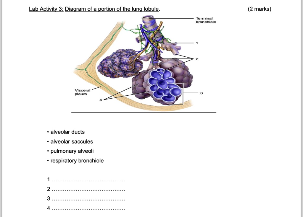 Lab Activity 3: Diagram of a portion of the lung lobule. (2 marks ...