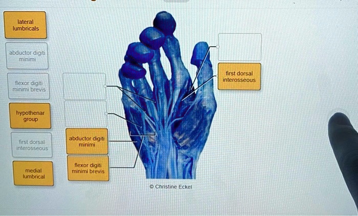 identify the individual muscles and the muscle group that move fingers ...