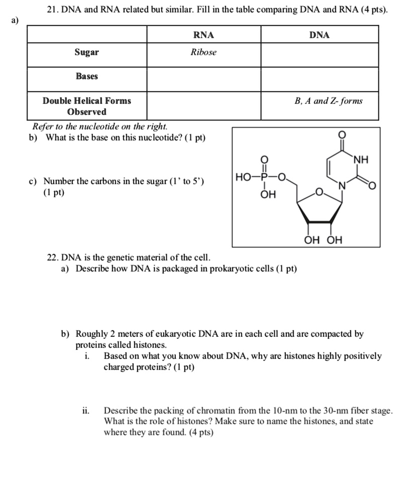SOLVED: 21. DNA and RNA related but similar: Fill in the table comparing DNA and RNA (4 pts ...