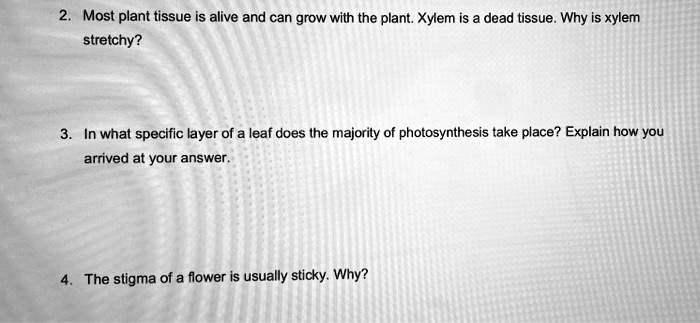 most plant tissue is alive and can grow with the plant xylem is dead ...