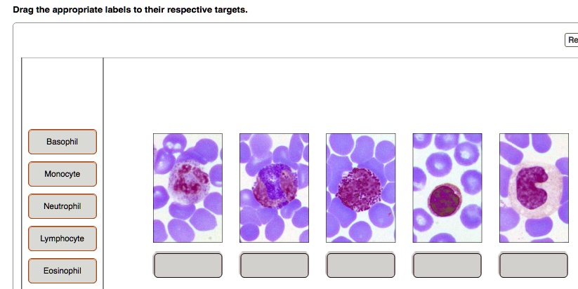 Drag the appropriate labels to their respective targets. Re Basophil ...