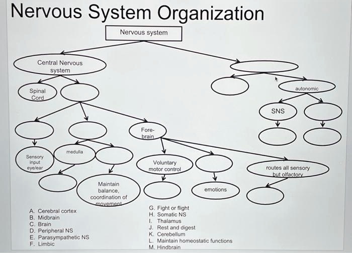SOLVED: Texts: Please fill in the chart with the information. Nervous System Organization ...