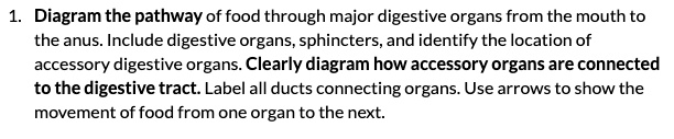 1. Diagram the pathway of food through major digestive organs from the ...