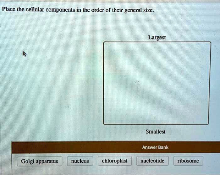 SOLVED: Place the cellular components in the order of their general size. Largest Smallest ...