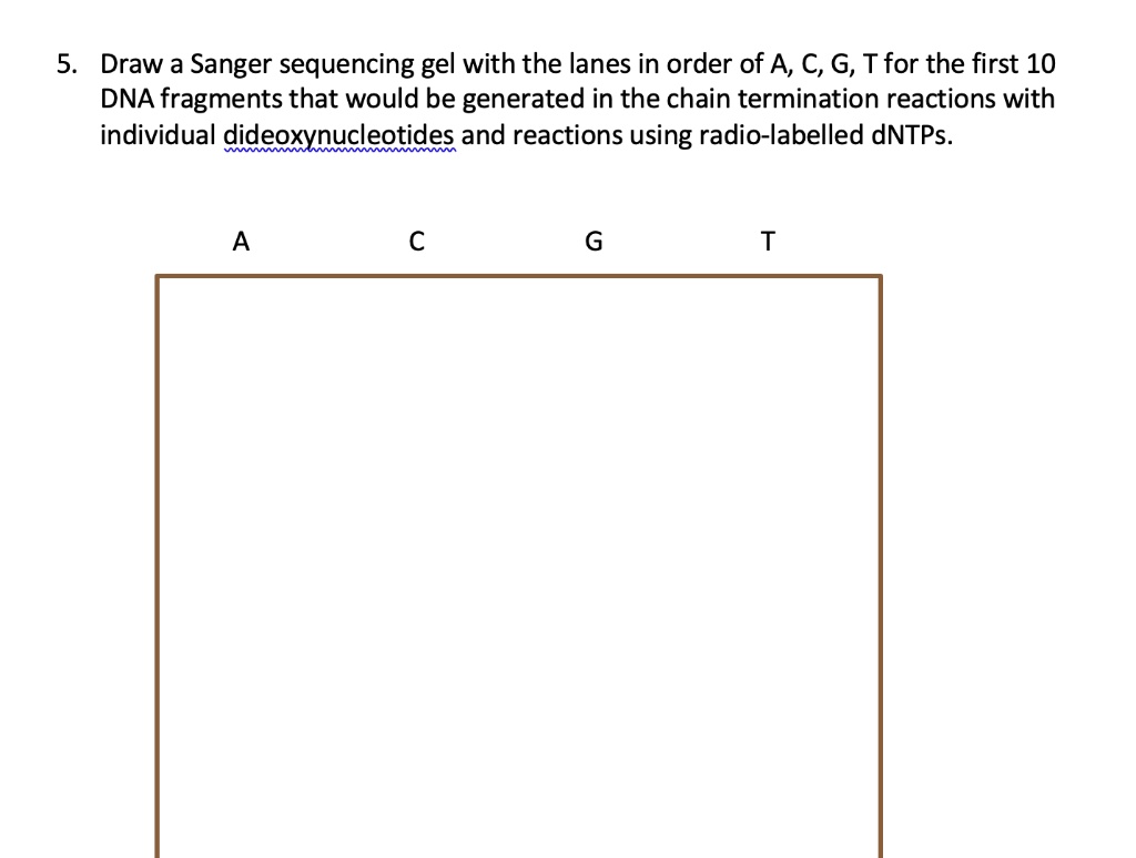 5 draw a sanger sequencing gel with the lanes in order of a c g t for ...