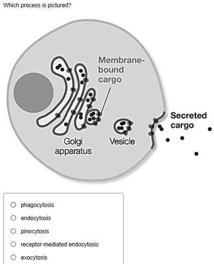 SOLVED: Which process pictured? Membrane- bound cargo Secreted cargo ...