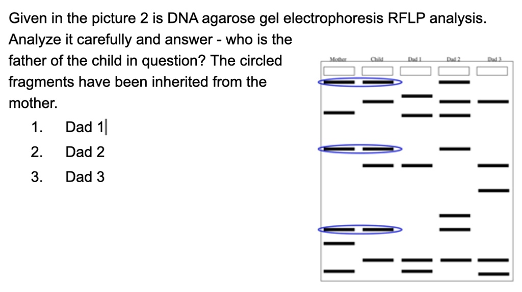 SOLVED: Given in the picture 2 is DNA agarose gel electrophoresis RFLP ...