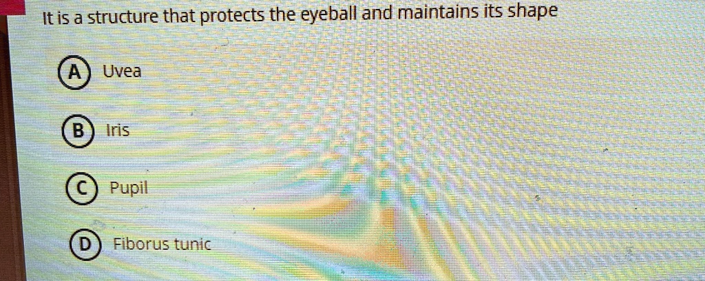 it is a structure that protects the eyeball and maintains its shape a ...