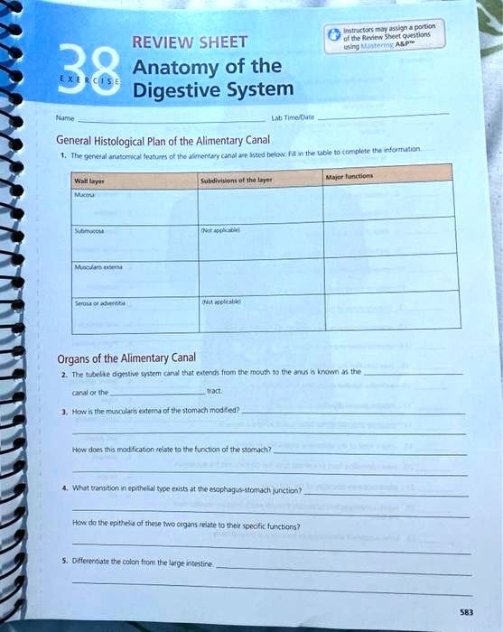 Review Sheet Exercise Anatomy Of The Digestive System Name Lab Time