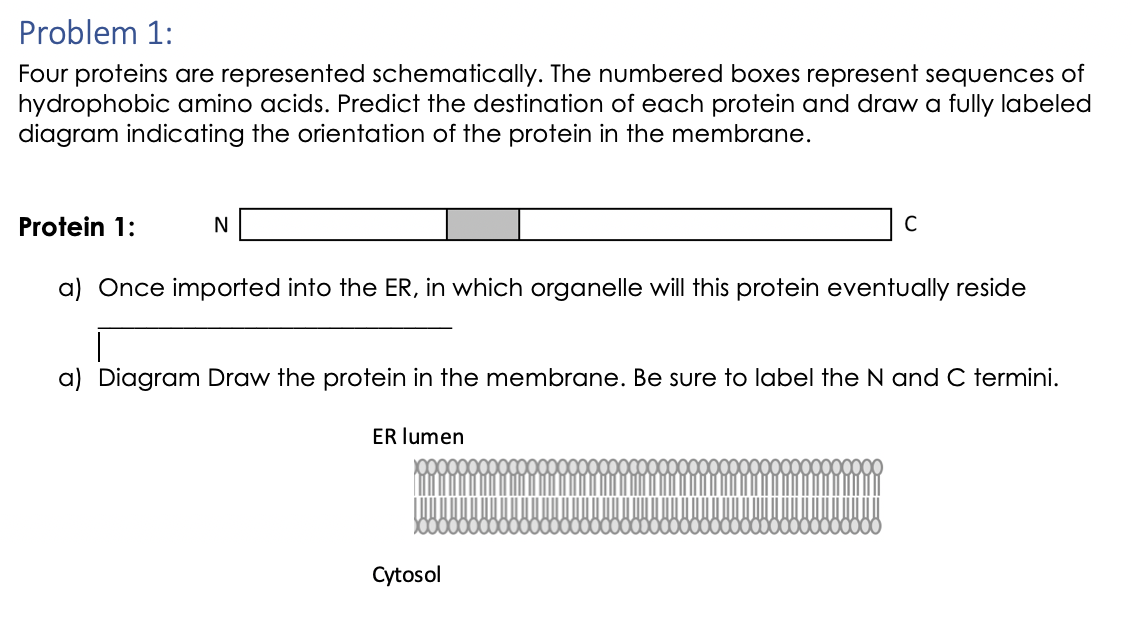 Problem 1: Four proteins are represented schematically. The numbered ...