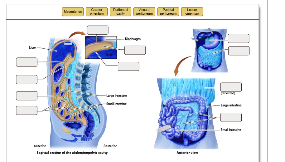 SOLVED: Mesenteries Greater omentum Peritoneal cavity Visceral ...