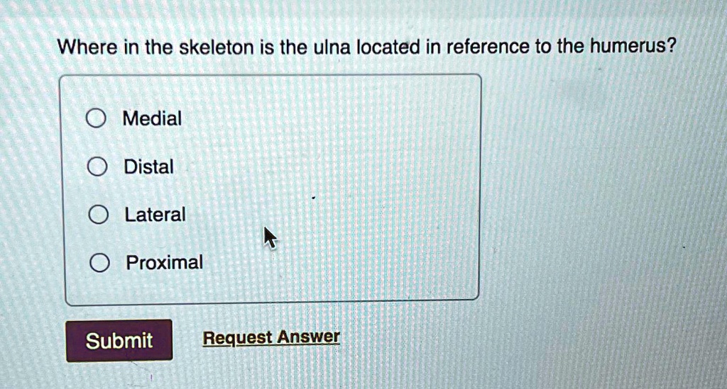 Where in the skeleton is the ulna located in reference to the humerus ...