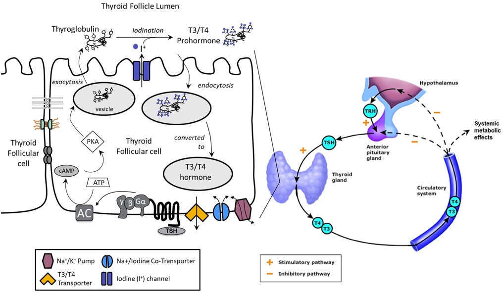 Thyroglobulin Thyroid Follicle Lumen lodination T3/T4 Prohormone ...