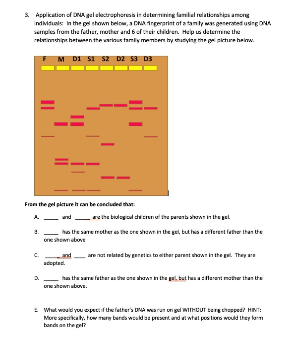 application of dna gel electrophoresis in determining familial ...