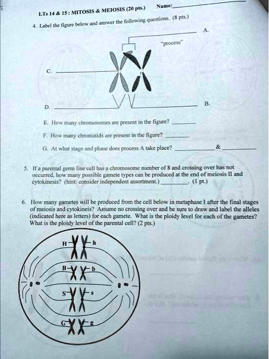 LTs 14 15: MITOSIS MEIOSIS (20 pts.) Name: 4. Label the figure below ...