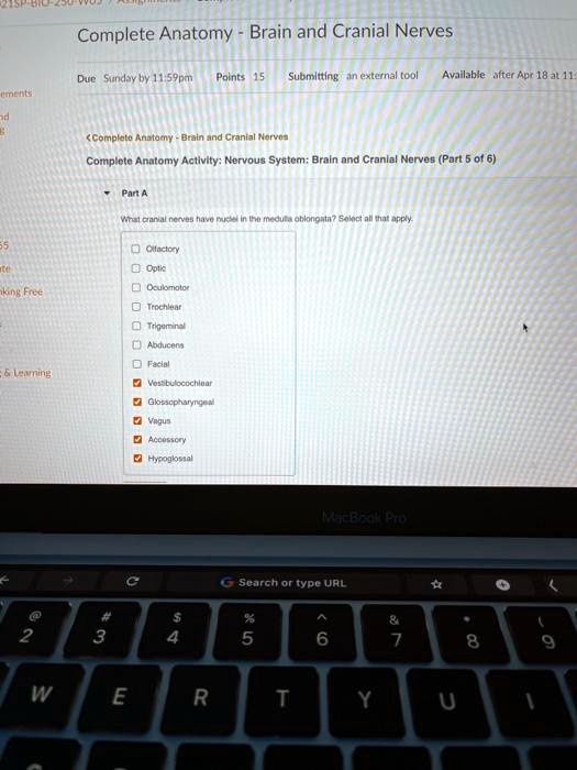 Complete Anatomy - Brain and Cranial Nerves Due Sunday by 11:59pm ...