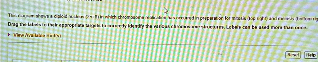 this diagram shows a diploid nucleus 2n 8 in which chromosome ...