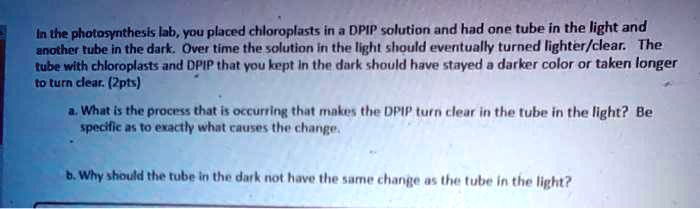 in the photosynthesis lab you placed chloroplasts in a dpip solution ...