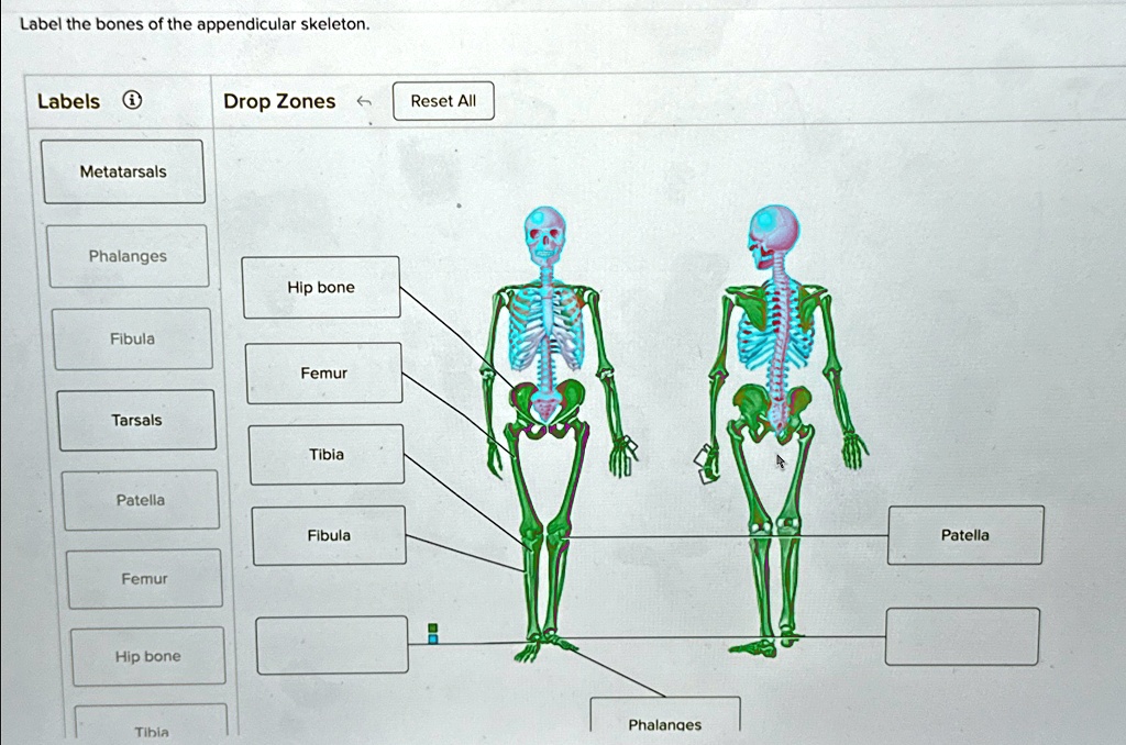 Label the bones of the appendicular skeleton. Labels Metatarsals Phalanges Fibula Drop Zones ...