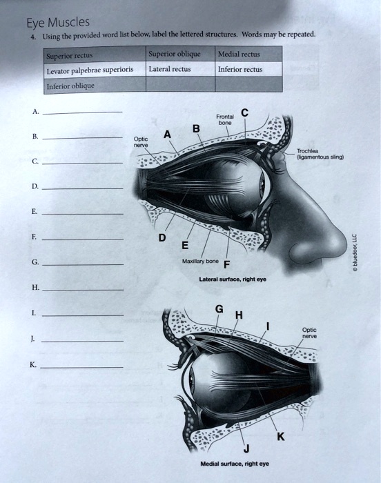 Eye Muscles 4. Using the provided word list below, label the lettered ...