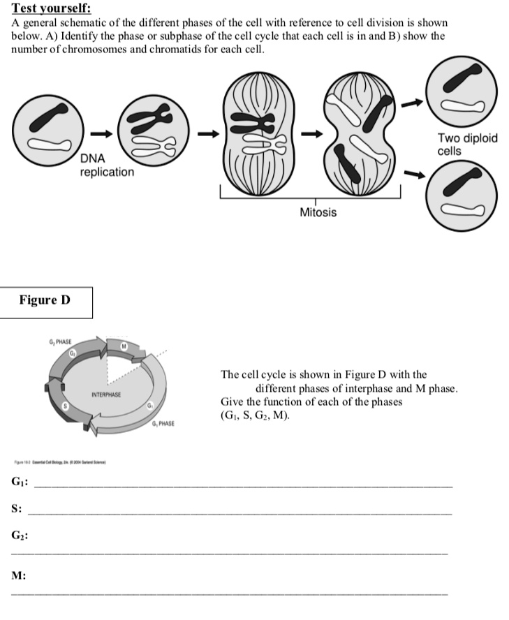 SOLVED: Test yourself A general schematic of the different phases of ...