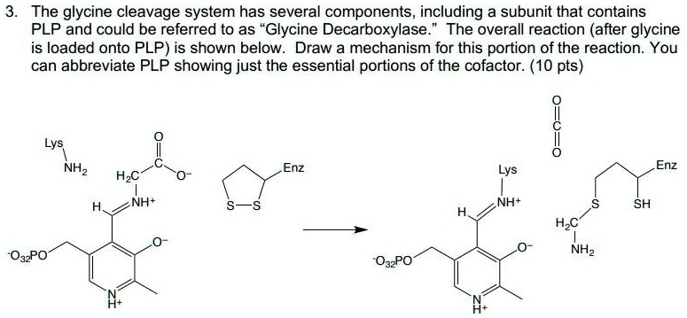 SOLVED: The glycine cleavage system has several components, including a ...