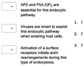 ap2 and pi45pz are essential for this endocytic pathway viruses are ...