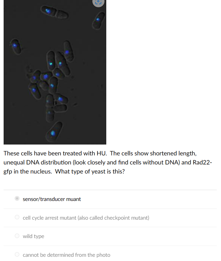 SOLVED: These cells have been treated with HU. The cells show shortened ...