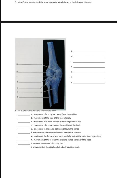 5. Identify the structures of the knee (posterior view) shown in the ...
