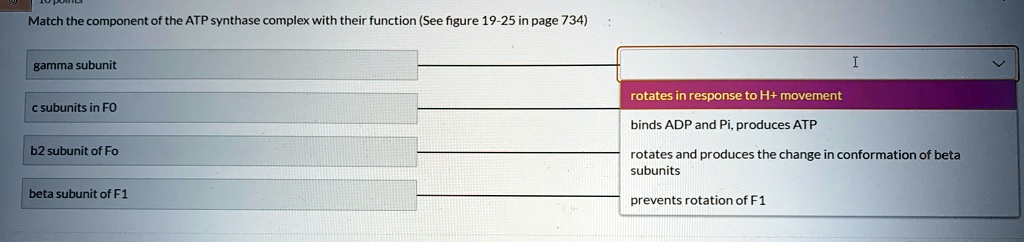 SOLVED: Text: Match the components of the ATP synthase complex with their functions (See figure ...