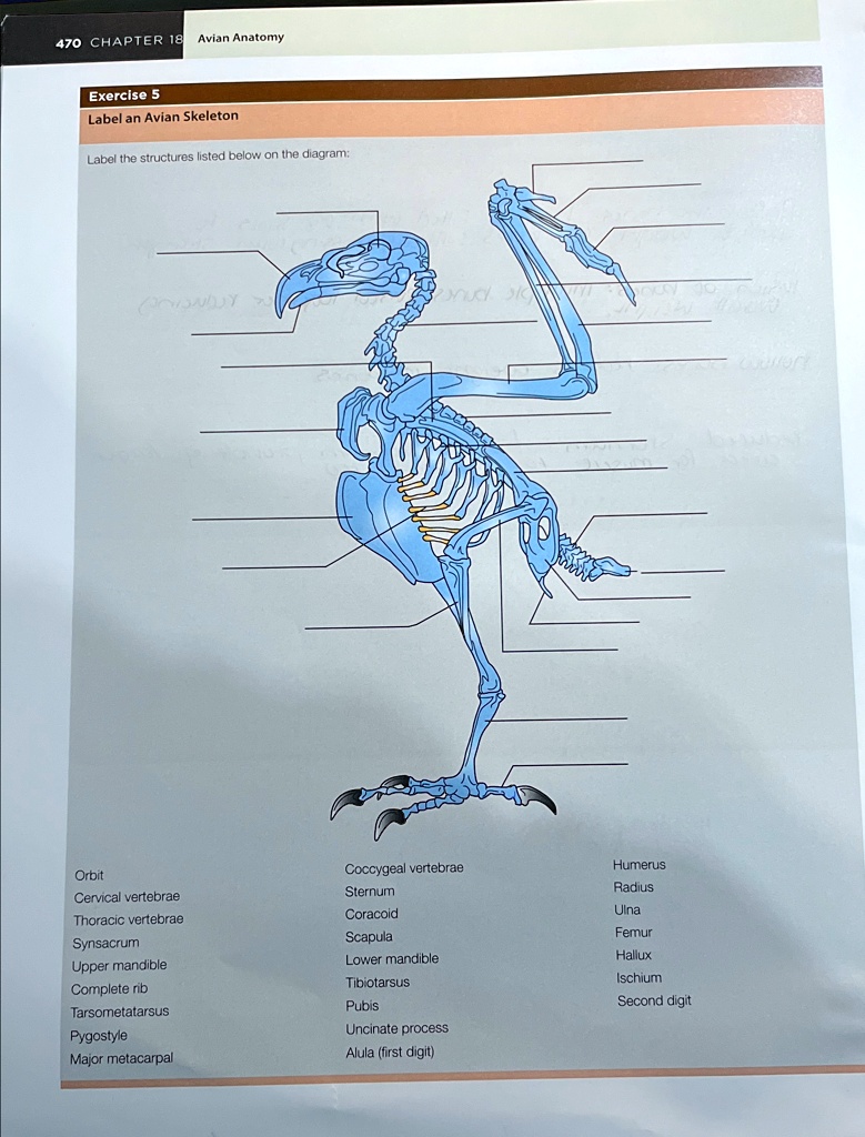 470 CHAPTER 18 Avian Anatomy Exercise 5 Label an Avian Skeleton Label ...