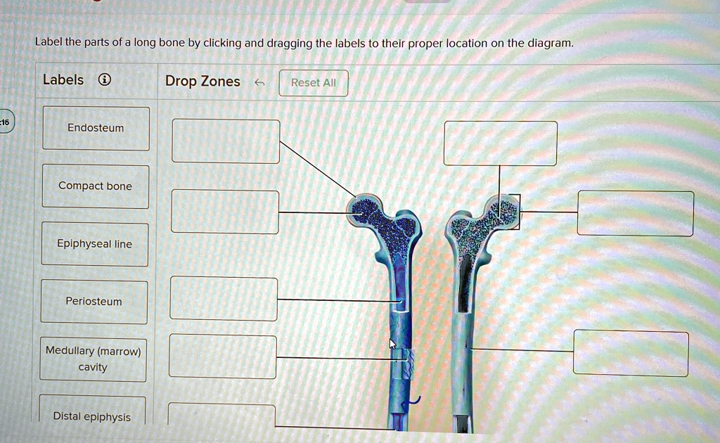 Label the parts of a long bone by clicking and dragging the labels to ...