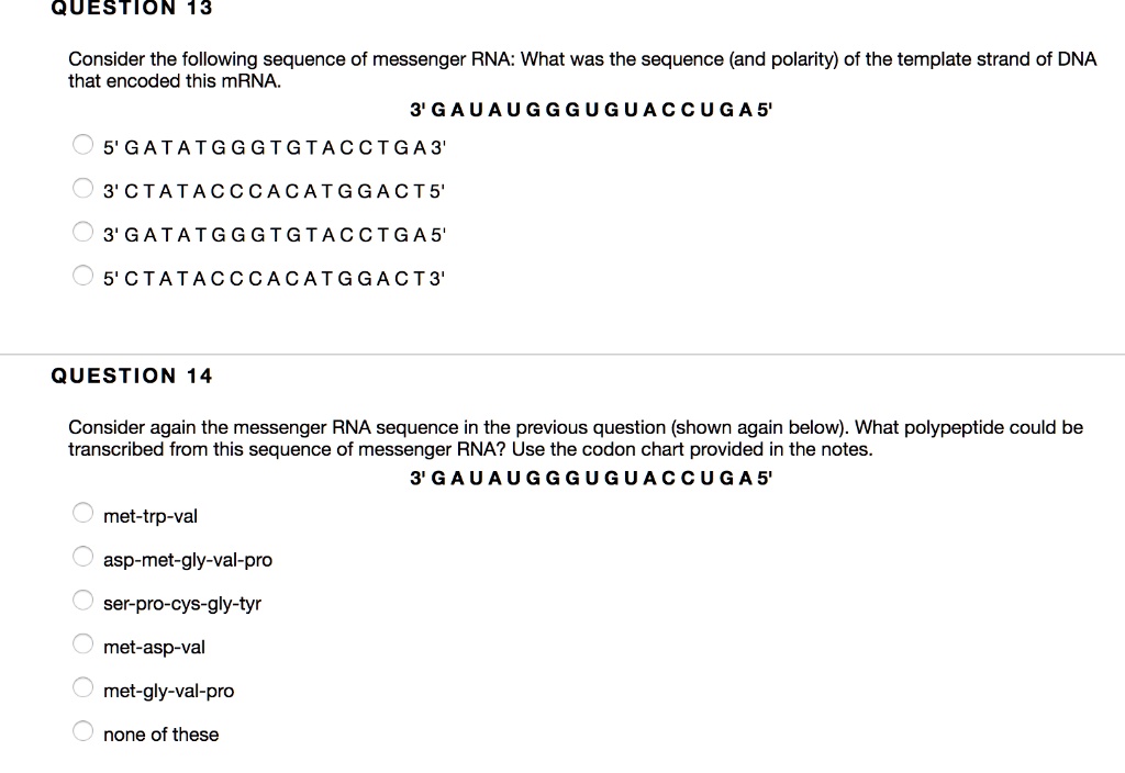 SOLVED: QUESTION 13 Consider the following sequence of messenger RNA ...