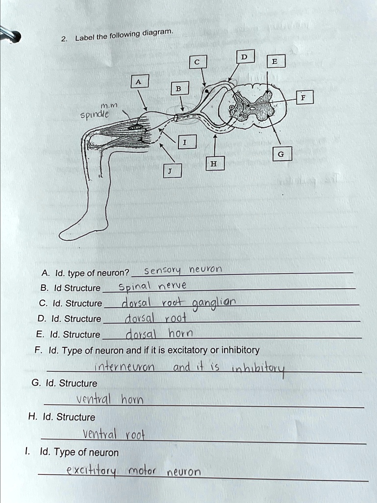 SOLVED: Label the following diagram: A. Identify type of neuron ... SOLVED: Label the following diagram: A. Identify type of neuron ...