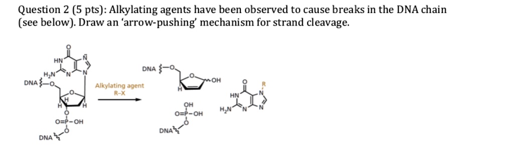 SOLVED: Alkylating agents have been observed to cause breaks in the DNA ...