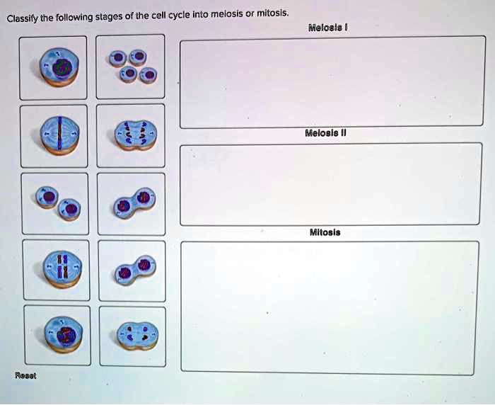 classify the following stages of the cell cycle into melosis or mitosis ...