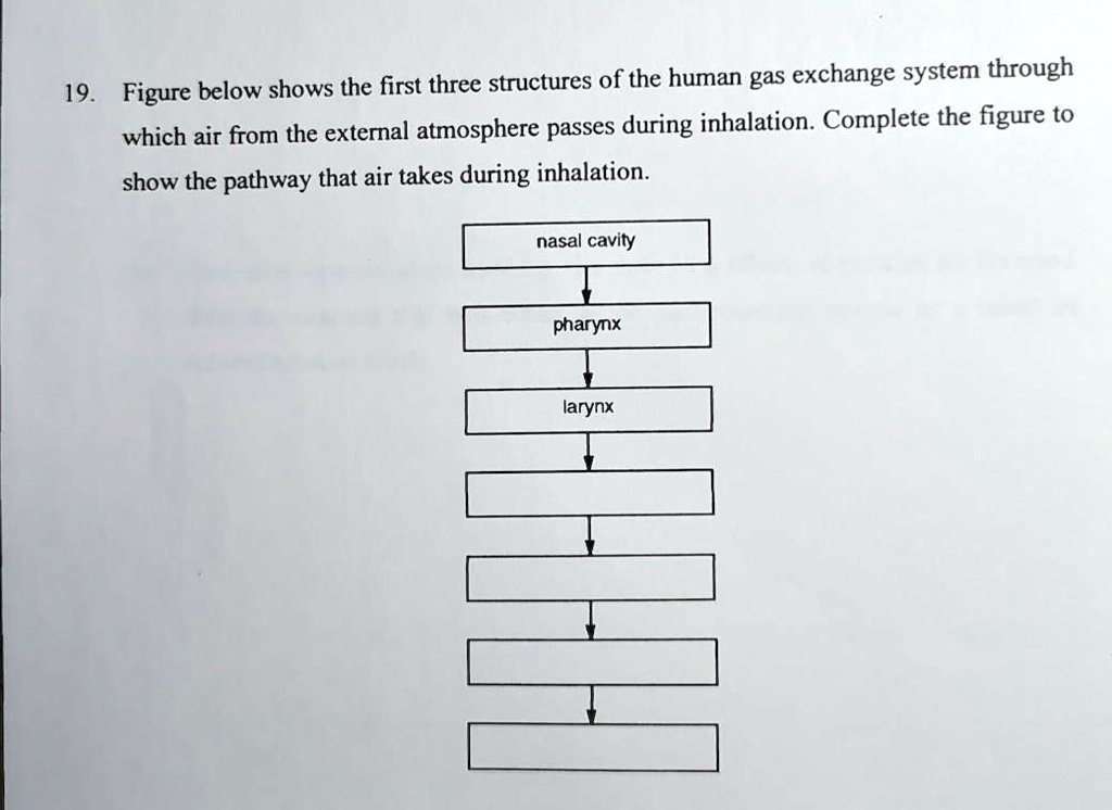 19 figure below shows the first three structures of the human gas ...