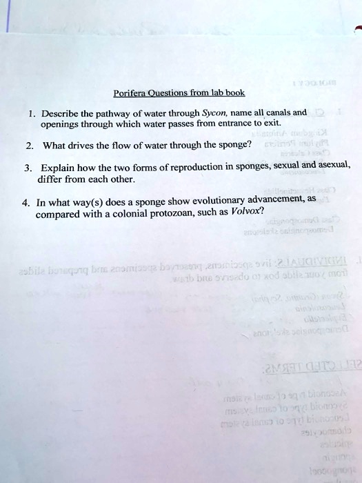 SOLVED: Porifera Questions in Biology Describe the pathway of water through Sycon, name all ...