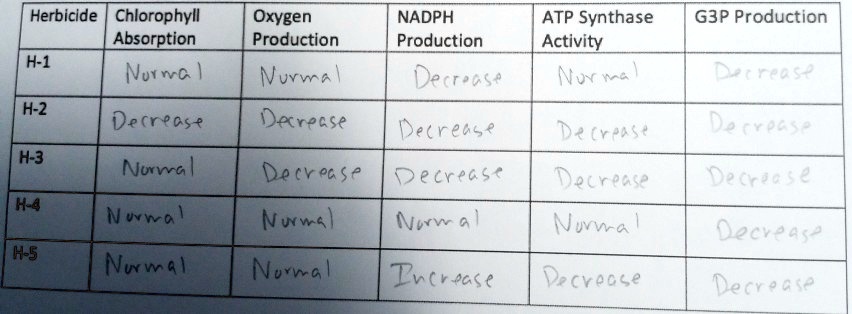 SOLVED: Herbicide Chlorophyll Absorption #-1 Nurre Oxygen Production NADPH Production Decrease ...