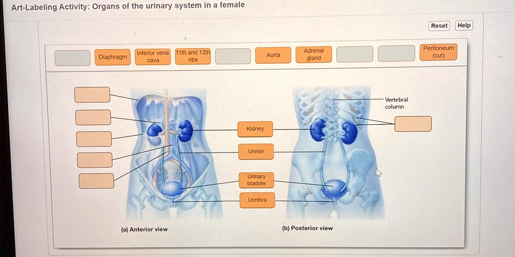 art labeling activity organs of the urinary system in a female reset ...