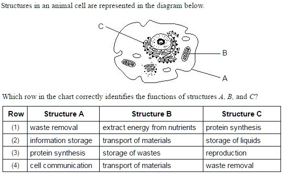 'Which row in the chart correctly identifies the functions of structures A, B, and C? Structures ...