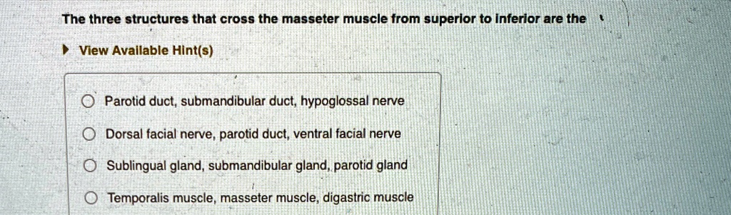 the three structures that cross the masseter muscle from superior to ...