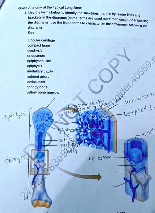 SOLVED: Gross Anatomy: Typical Long Bone Use the terms below to ...