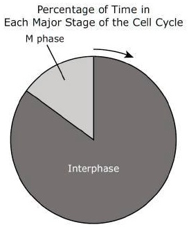 Percentage of Time in Each Major Stage of the Cell Cycle M phase Interphase