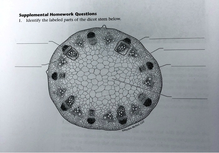 SOLVED: Supplemental Homework Questions Identify the labeled parts of ...
