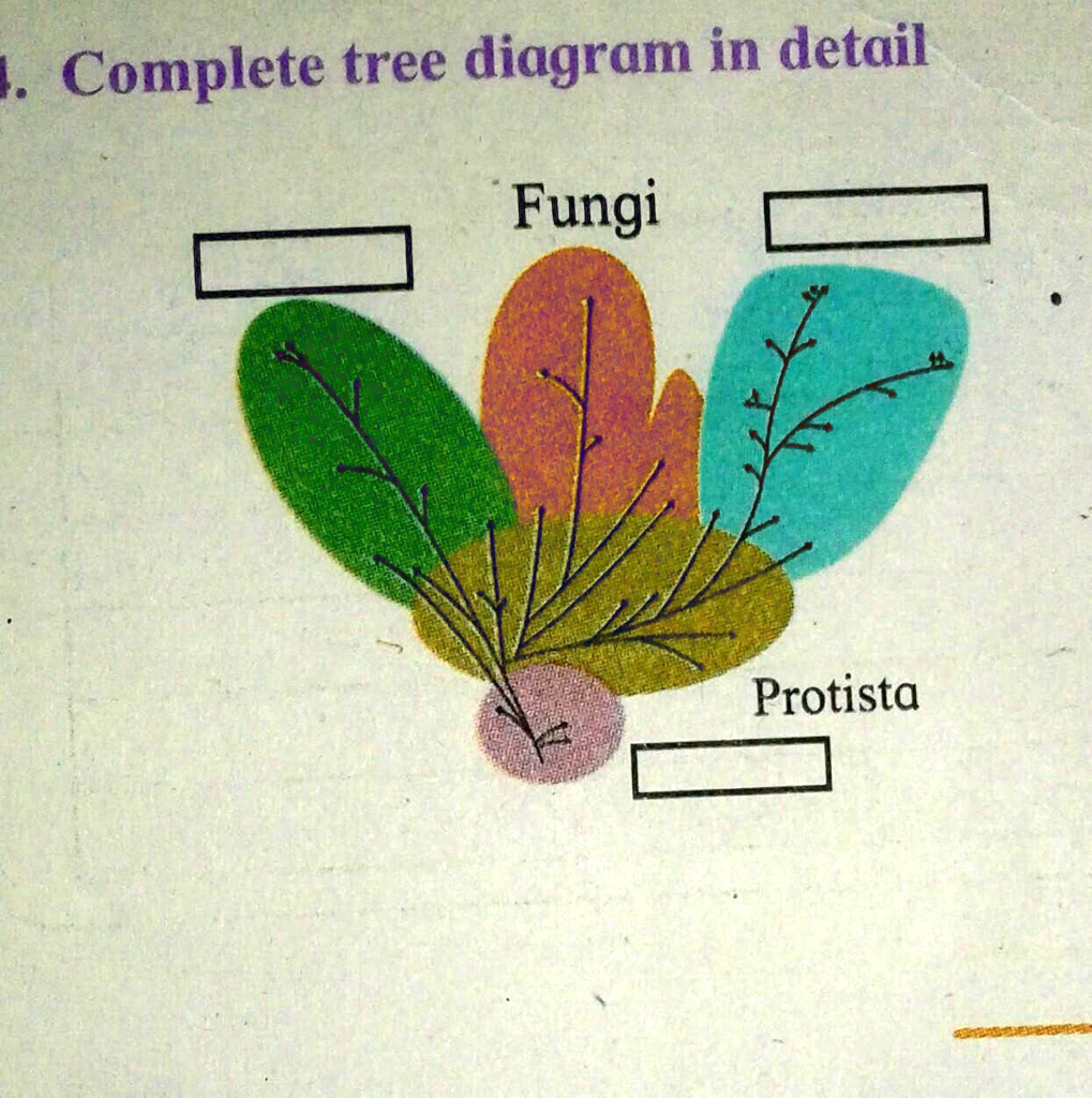 SOLVED: Complete the diagram in det Fungi Protista X Complete tree ...
