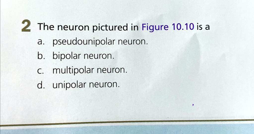 2 The neuron pictured in Figure 10.10 is a a. pseudounipolar neuron. b ...