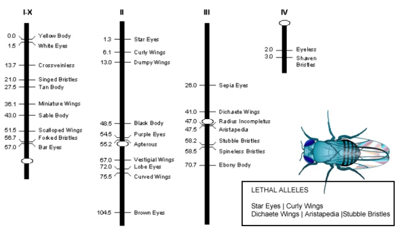 SOLVED: Yella Body Minute Eyes 13 Star Eyes Curly Ming - Dumpy Wings ...