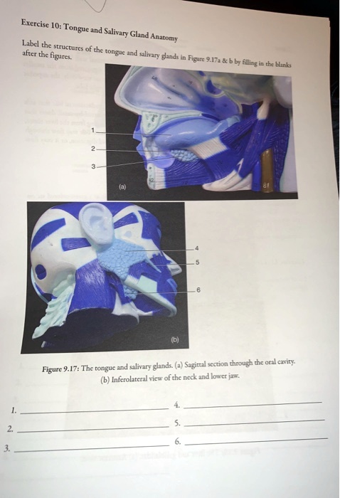Exercise 10: Tongue and Salivary Gland Anatomy Label the structures of ...