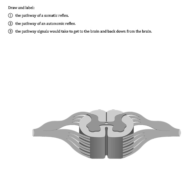 Draw and label: ? the pathway of a somatic reflex. ? the pathway of an ...